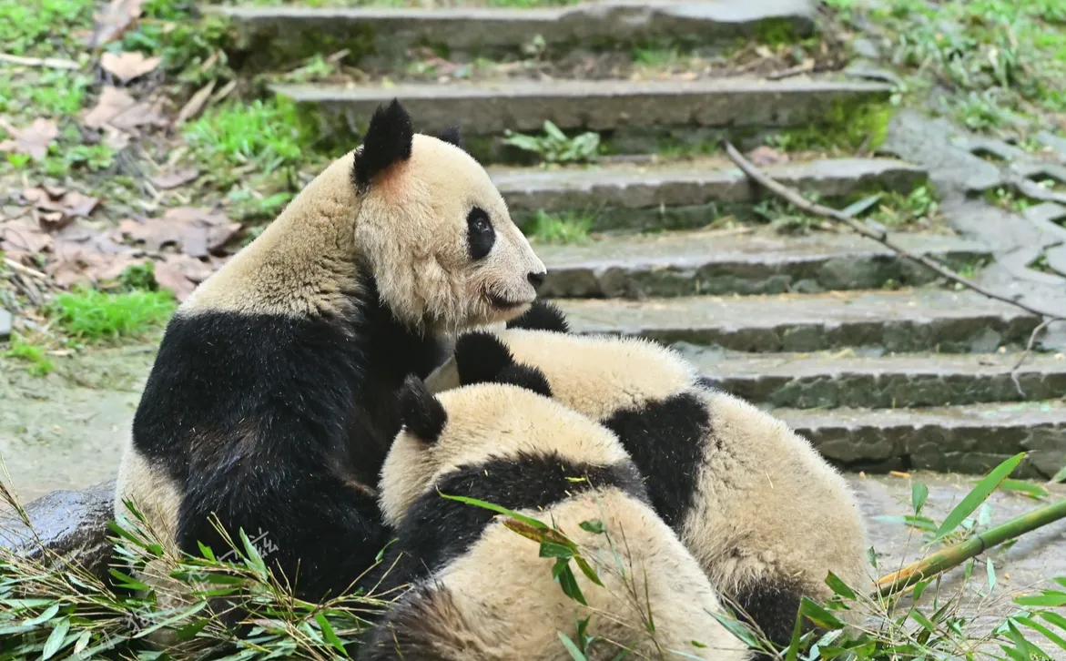 The giant panda Lin Bing was unable to separate from her cubs in time ...