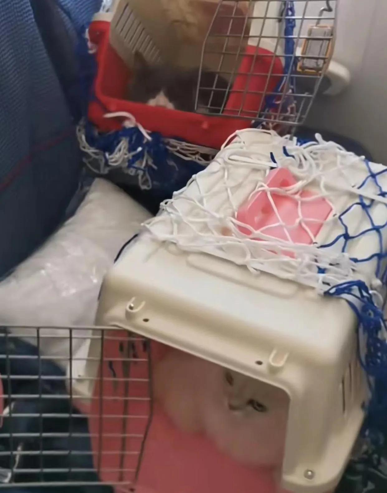 At the age of 65, Zhou Xing immigrated to Europe, and the relationship ...