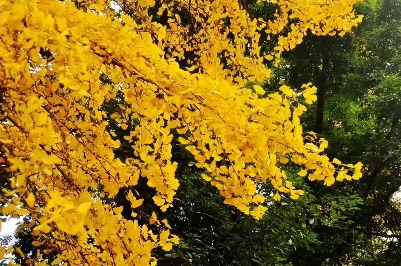 "Feng Hua Pond" is the benefit of the year's autumn - iNEWS