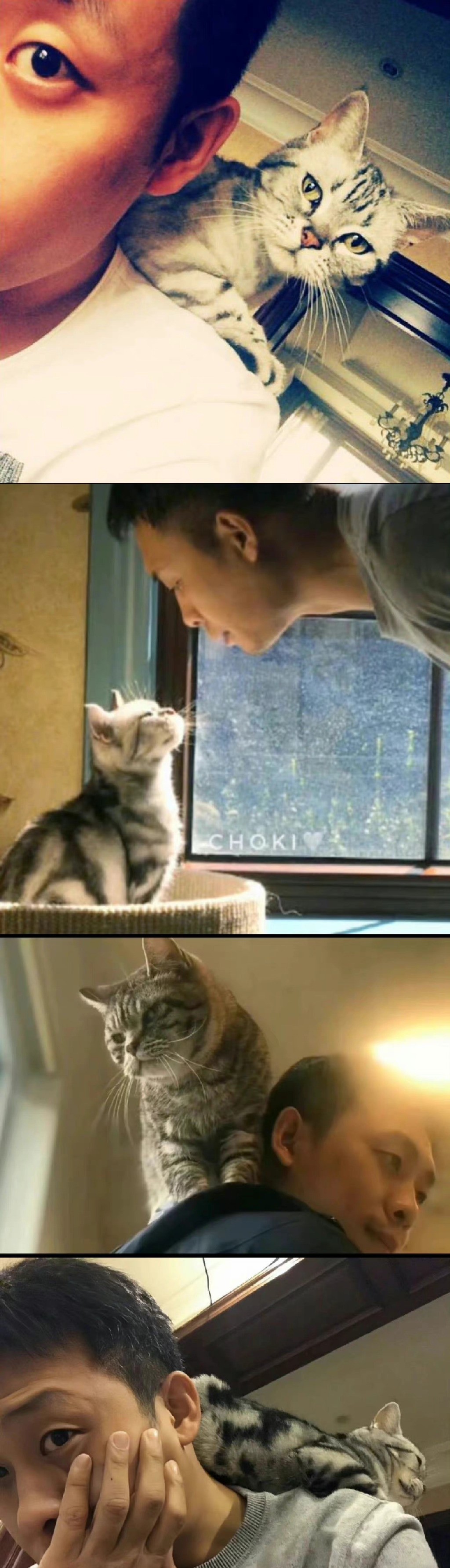 Who doesn't know that Zhang Yi is a cat slave? The Knockout is crazy ...