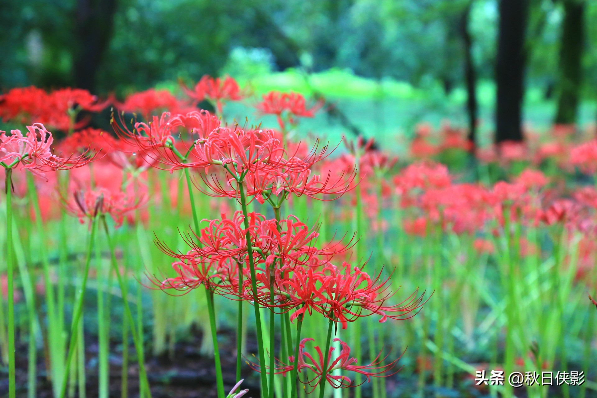 This park in Hangzhou has a sea of lycoris flowers, and the colorful ...
