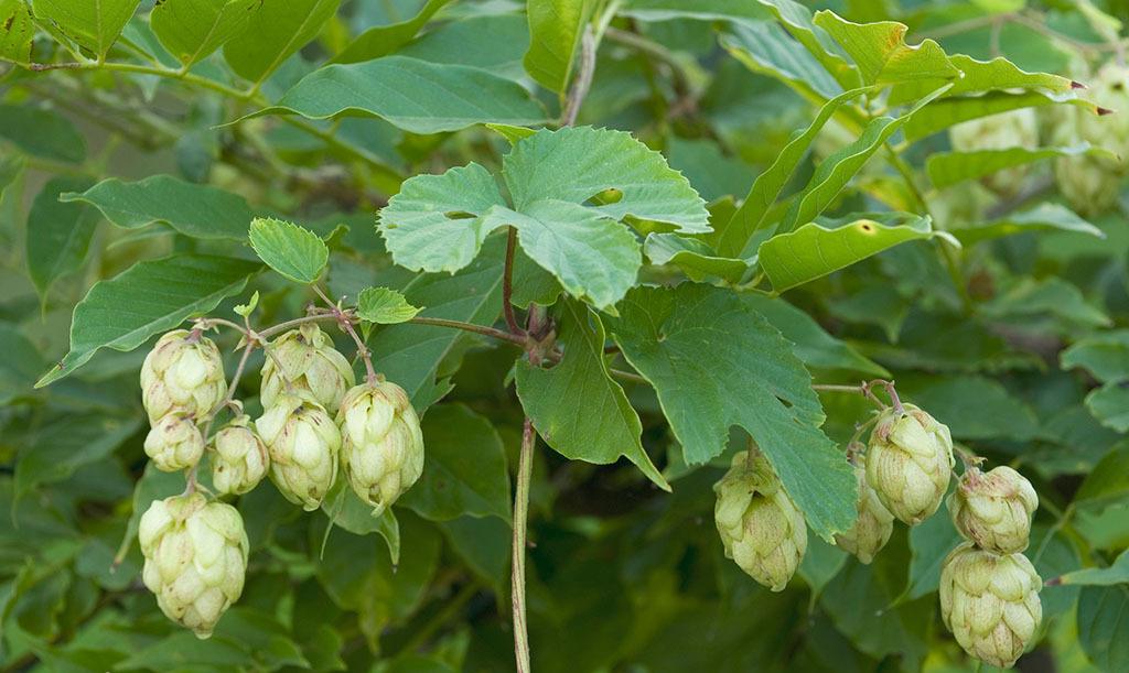 Is it reliable to judge the wine quality by looking at the hops? - iMedia