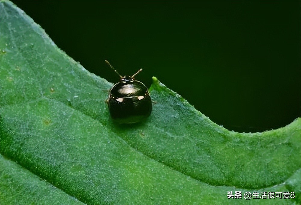 The Mysterious Turtle Bug: The Ecological Adventure of the Grassland ...