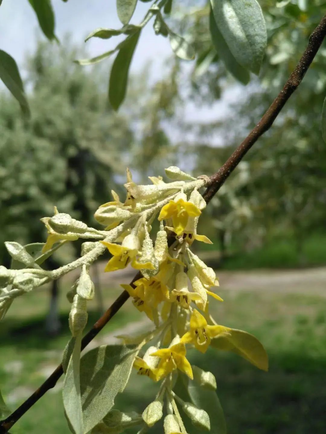Wang Maofu: Twenty Quatrains of Chanting Flowers - iNEWS