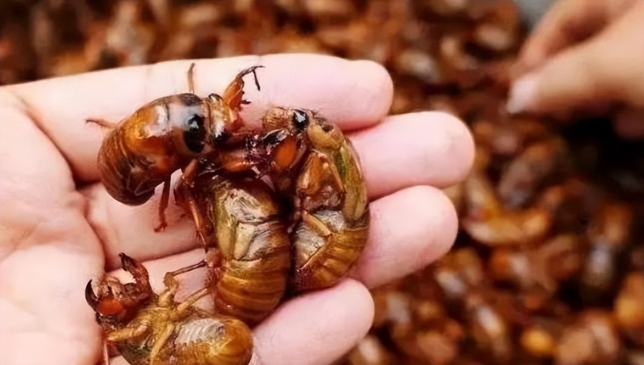 Is eating "cicada monkey" "healthy" or "healthy"? many people don't ...