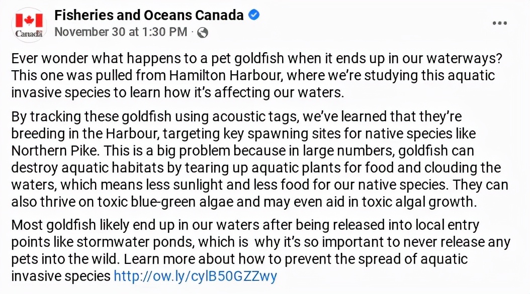 Mutant species invaded Canada!Big goldfish is bigger than the plate ...