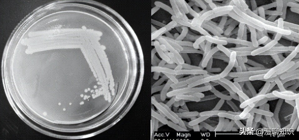 What is electric field assist? Screening of Benzene Degrading Bacteria ...