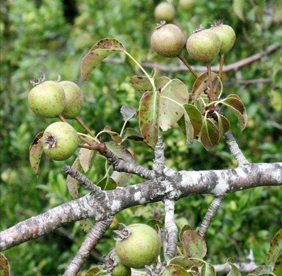 What did plants look like before they were domesticated by humans? - iMedia