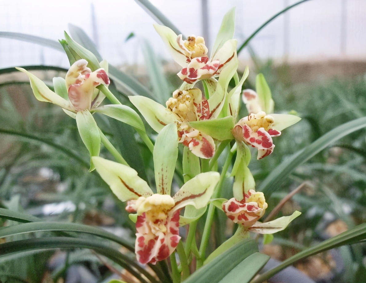 The "overlord flower" in the orchid world, with peculiar shape ...