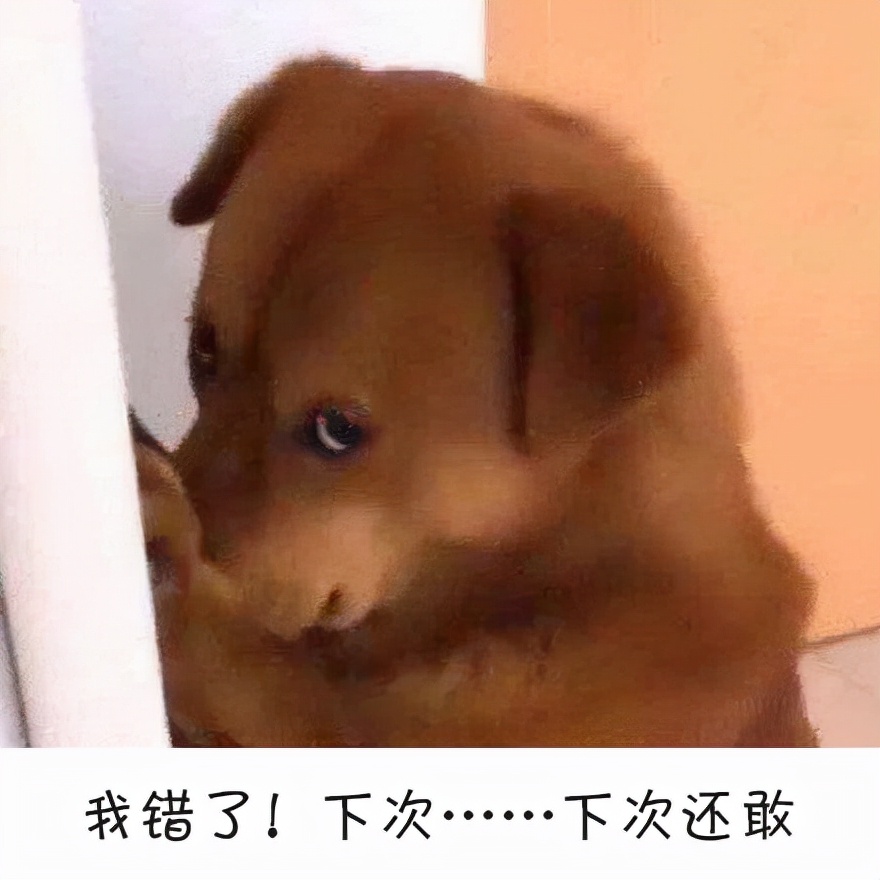 What are the consequences of constantly beating and scolding dogs? - iNEWS
