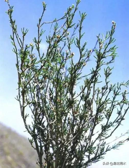 From 14 to nearly 1,000 mangrove tree species - red olive plum - iNEWS