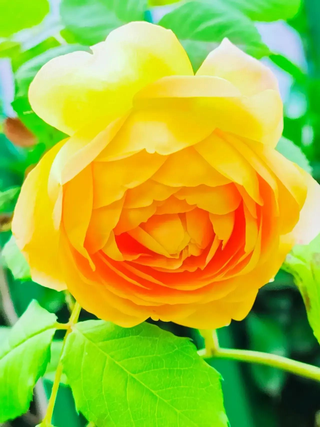 Share pictures - colorful rose flowers "Appreciation" - iNEWS