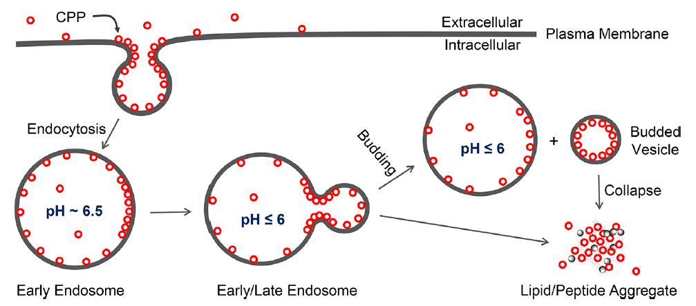 How do biomolecules cross cell membranes? - iNEWS