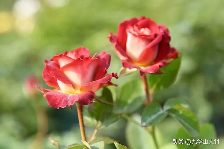 List of common miniature rose varieties (11) - iNEWS