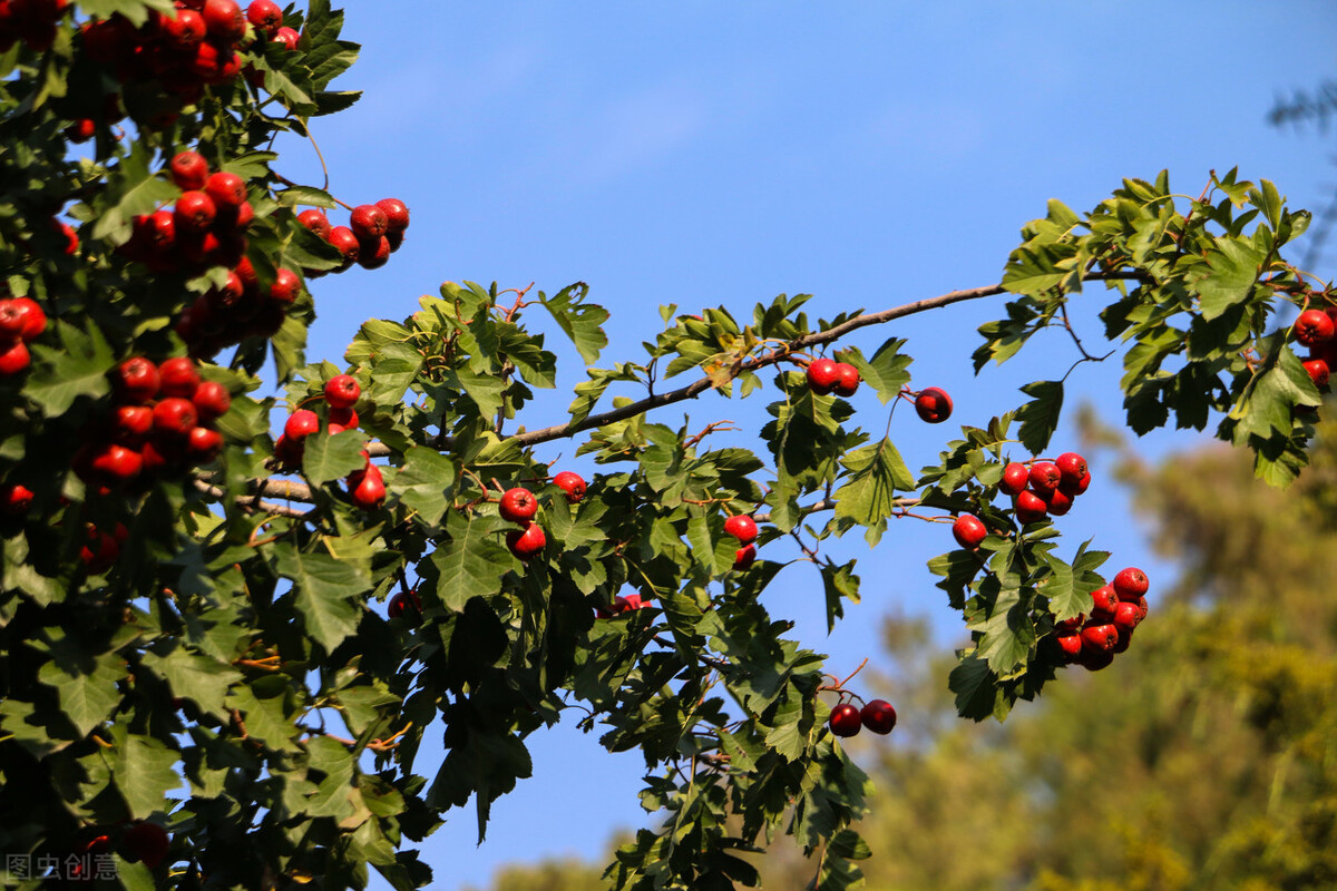 Hawthorn, an extremely "sweet" tart fruit - iNEWS