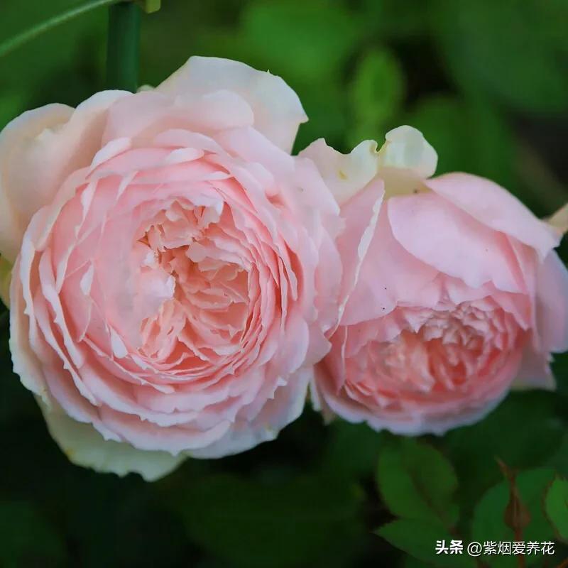 There is a kind of rose called Misaki, which has a strong aroma and ...