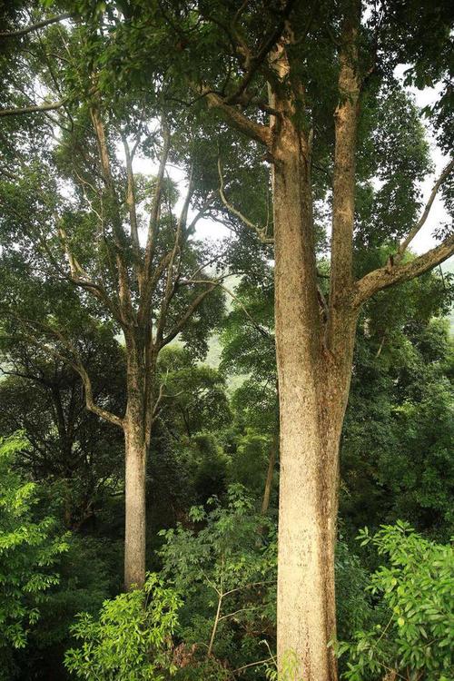 The world's largest golden nanmu tree is 4,300 years old. Unfortunately ...