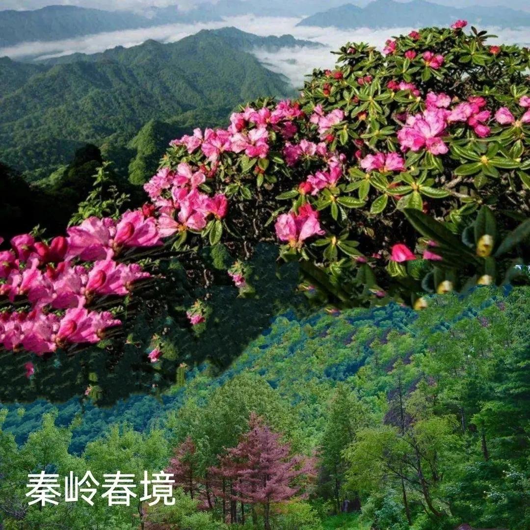 Chinese Dragon Vein • The mighty Qinling Mountains - iNEWS