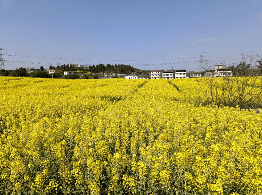 "Prose"I have a date with spring‖ Zheng Xuechao - iNEWS
