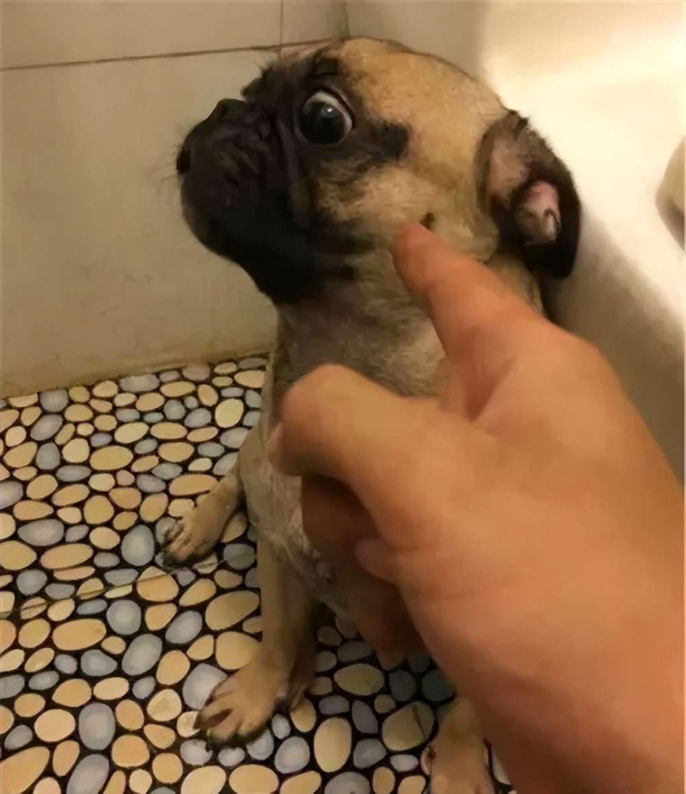 Dogs apologize after making mistakes. Do you know a few of these ...