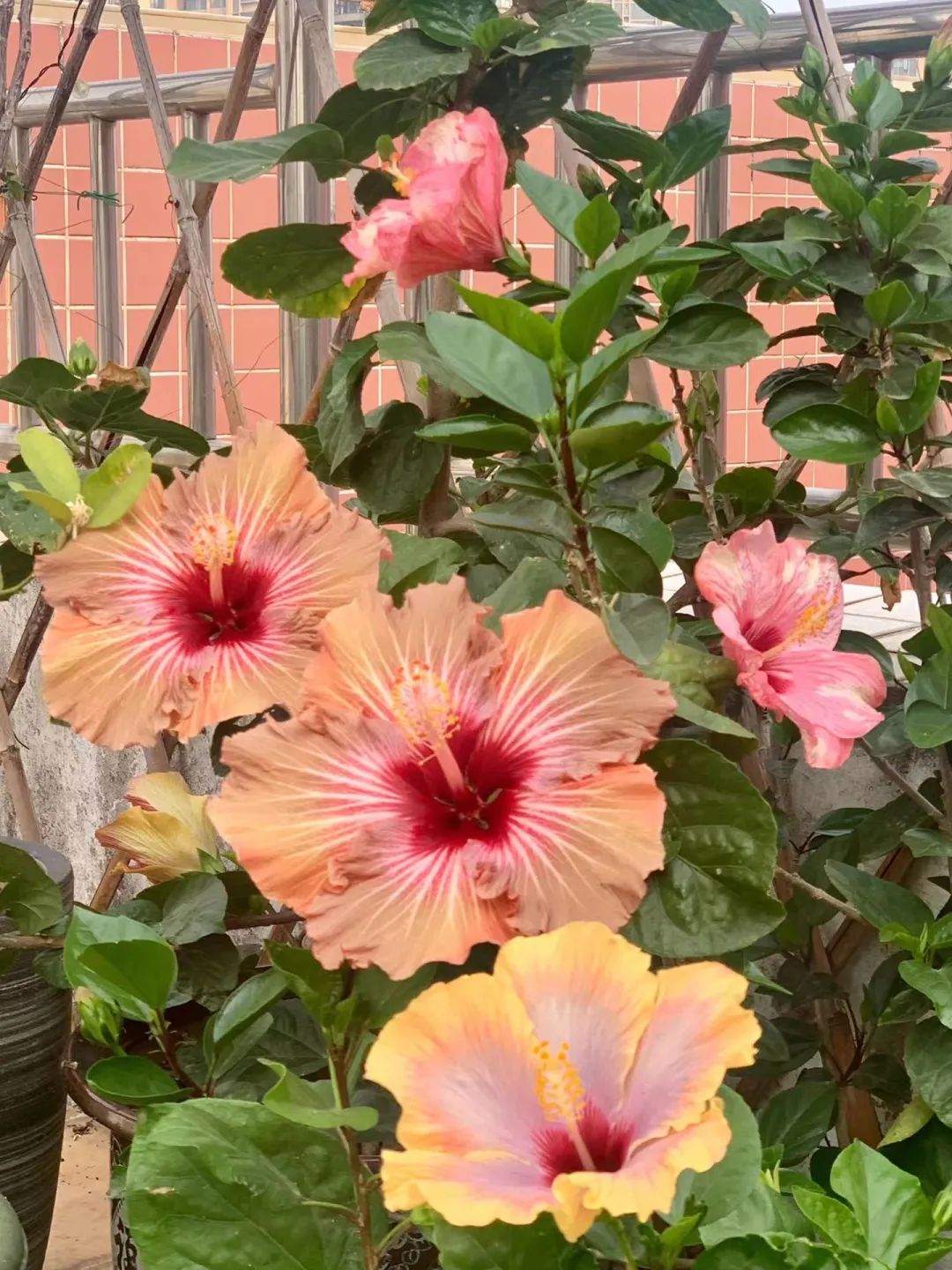 Flower friends say that hibiscus flowers are so beautiful, learn these ...