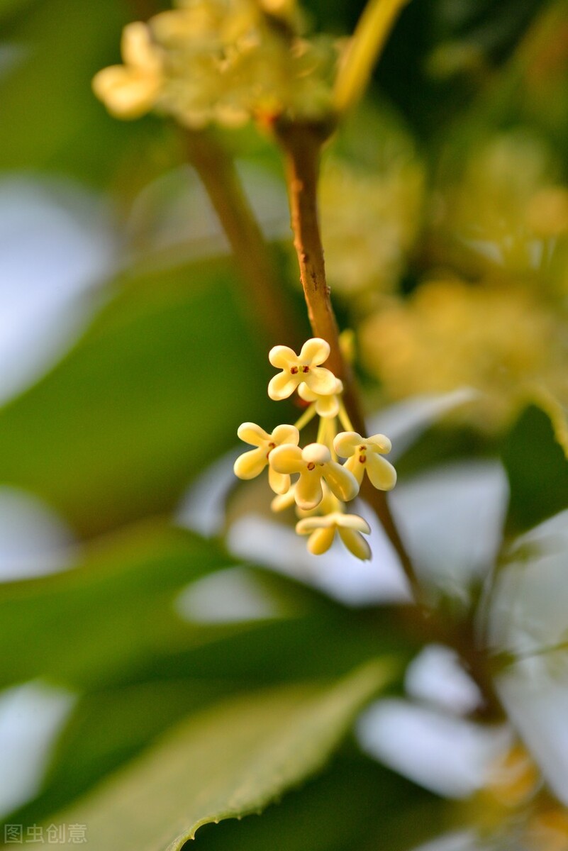 Moon Palace Rabbit Shadow - iNEWS