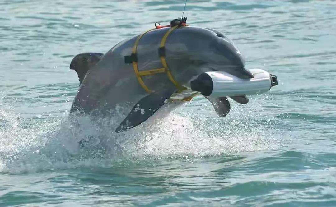Dolphins in the Army, the U.S. Navy's dolphin soldiers. - iNEWS