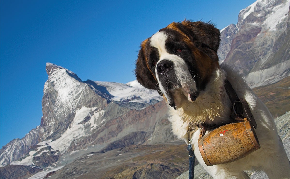 Ranking of the world's largest bulldogs: The largest dog is comparable ...