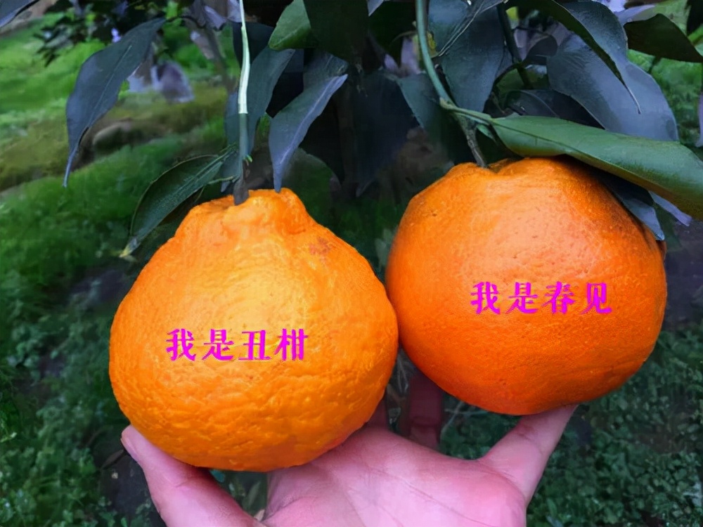 The ceiling of the citrus world, with its own Japanese origin, the rake ...