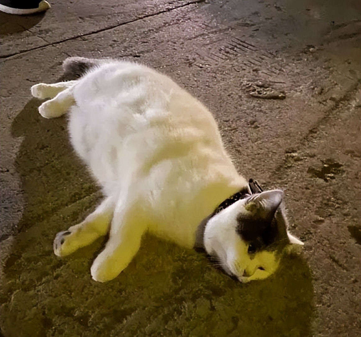 Why are cats most prone to falling from buildings? - iNEWS