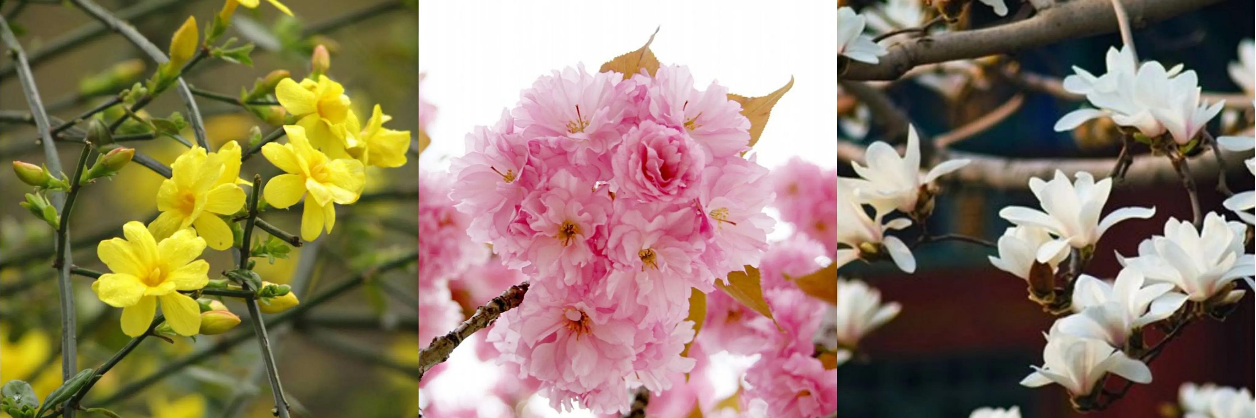 "Twenty-four flower trade winds" 24 kinds of flowers from Xiaohan to ...