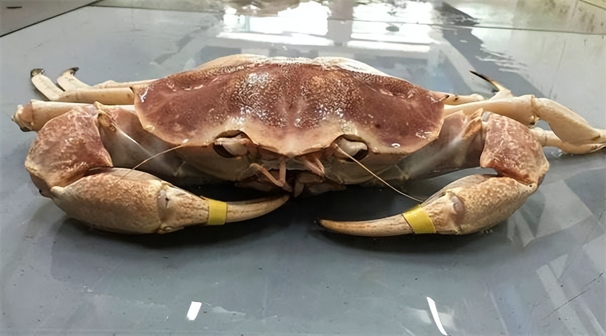 One billion snow crabs disappeared out of thin air on the bottom of Alaska. Why? Maybe it's ...