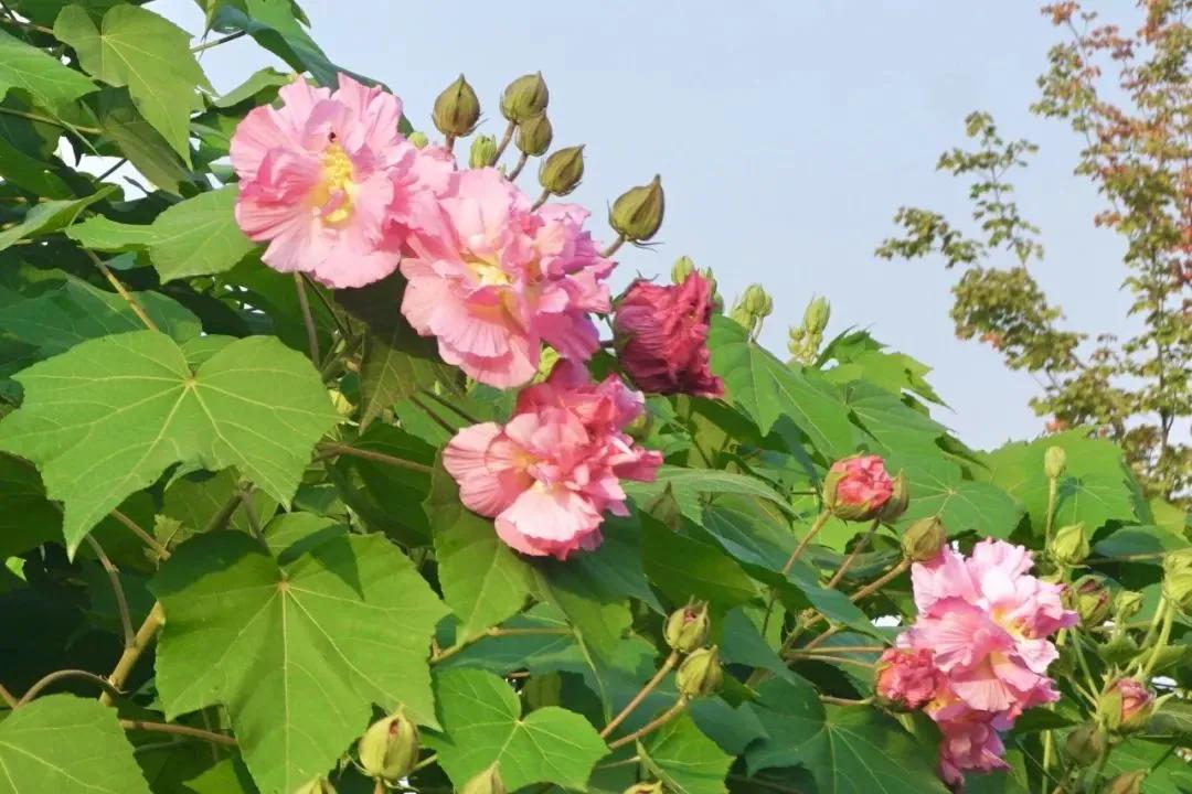 Rongcheng---Hibiscus blossoms - iNEWS