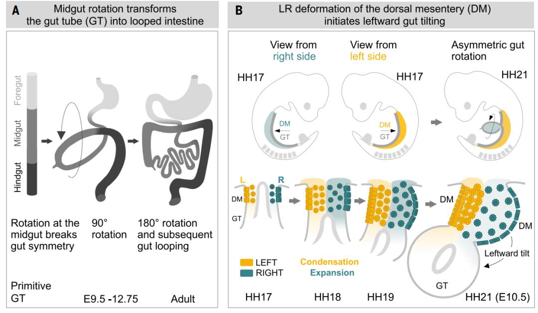 The mechanism of intestinal rotation - iNEWS