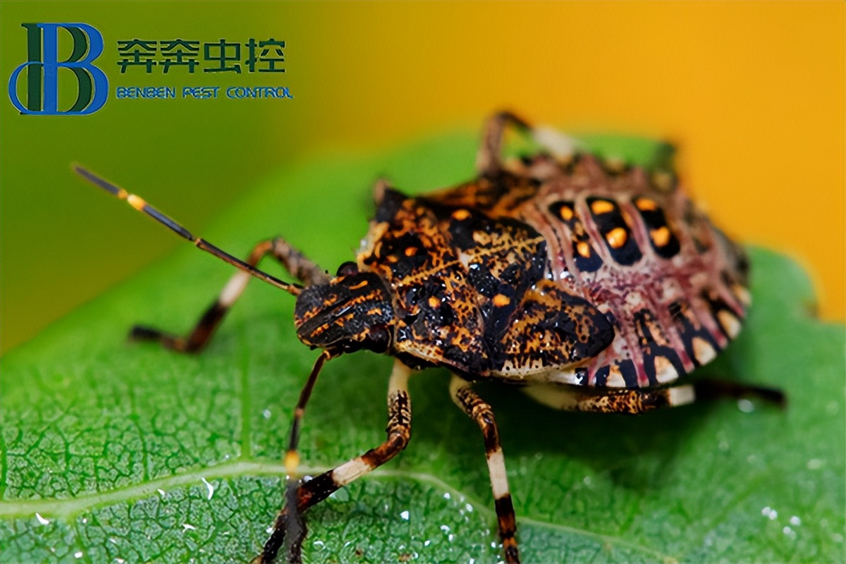 [Popular Science] Stink bugs are insects that emit a foul smell - iNEWS