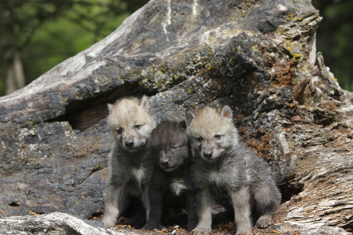 The old hunter rescued 3 wolf cubs, raised them and released them into ...