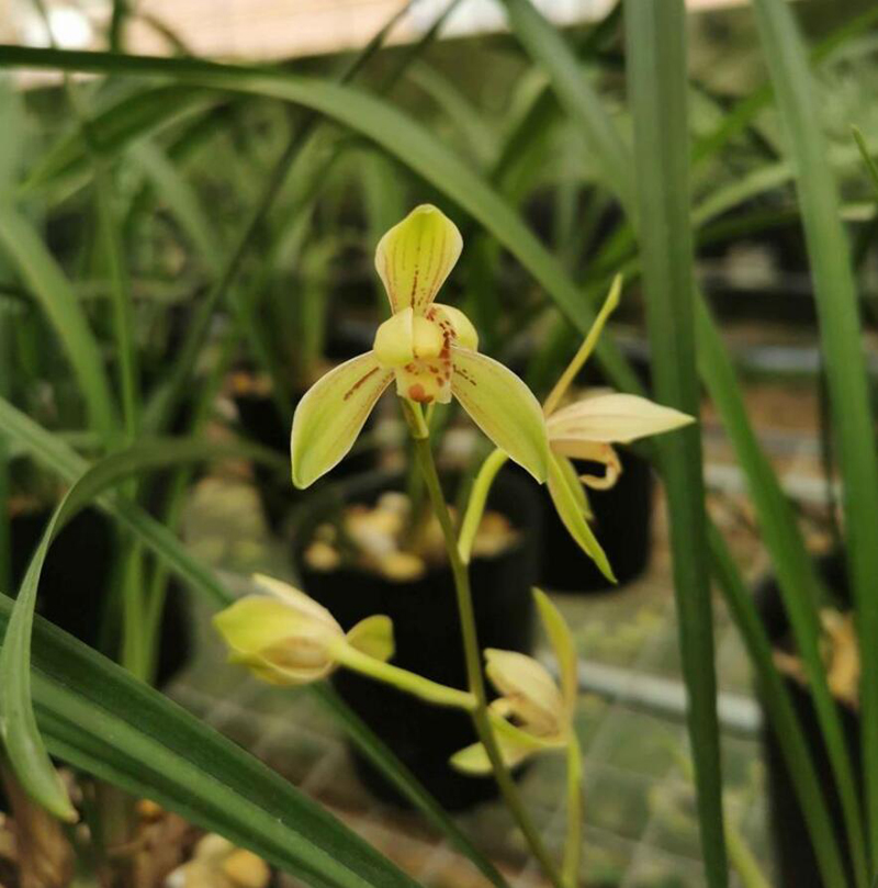 Growing orchids, 5 important links to pay attention to - iNEWS