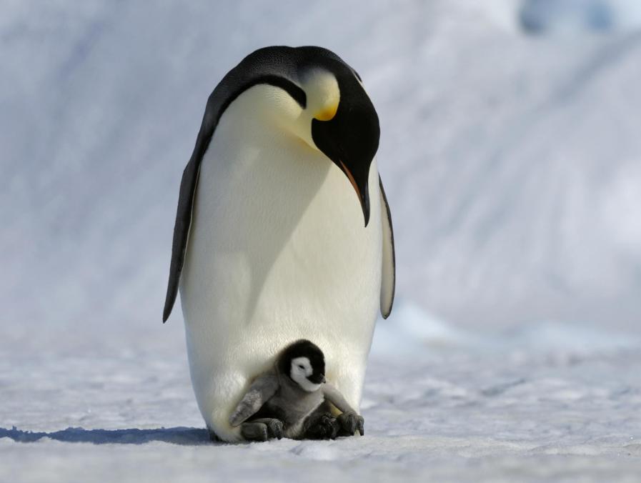 The Polar Miracle of Emperor Penguins: How to Survive and Reproduce in ...