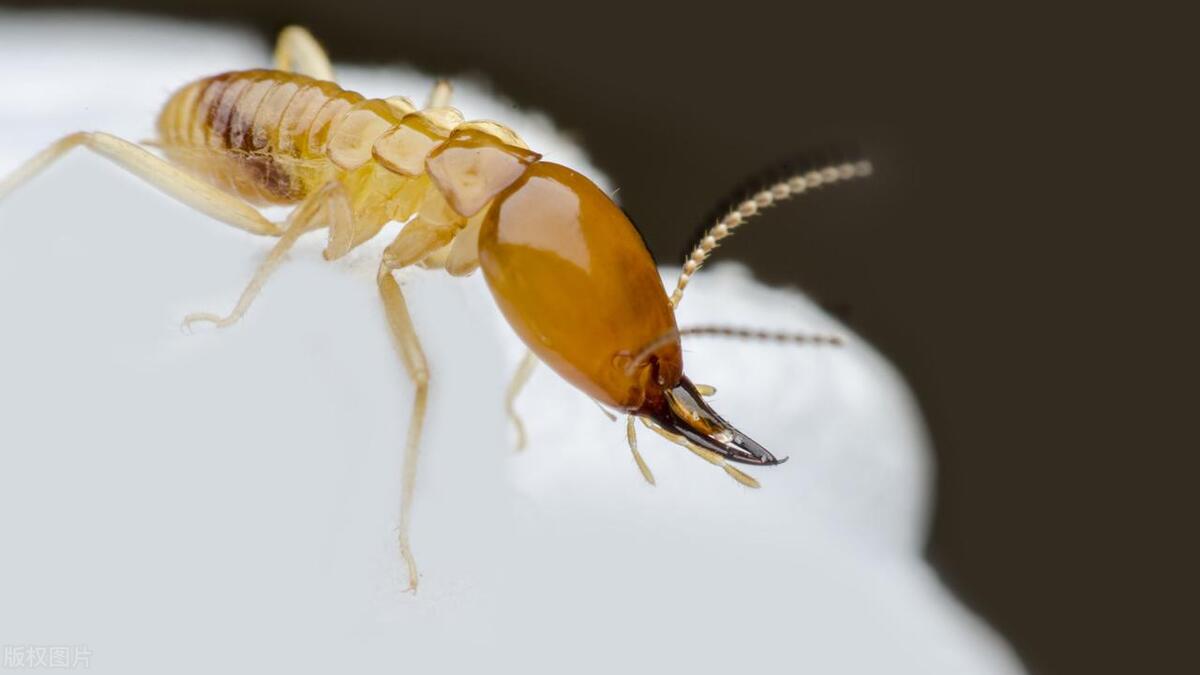 The evolution process of termites is really unexpected! Learn more ...