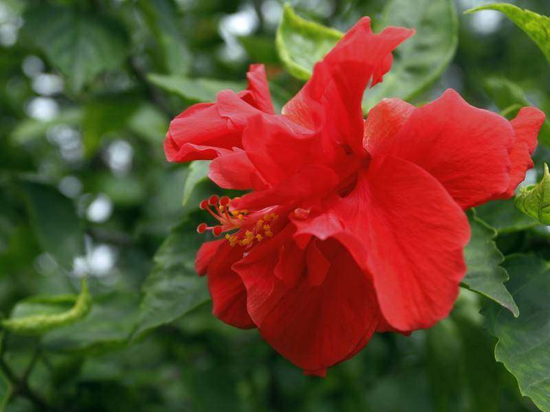 Hibiscus flowers bloom, fifteen poems about hibiscus flowers, I advise ...