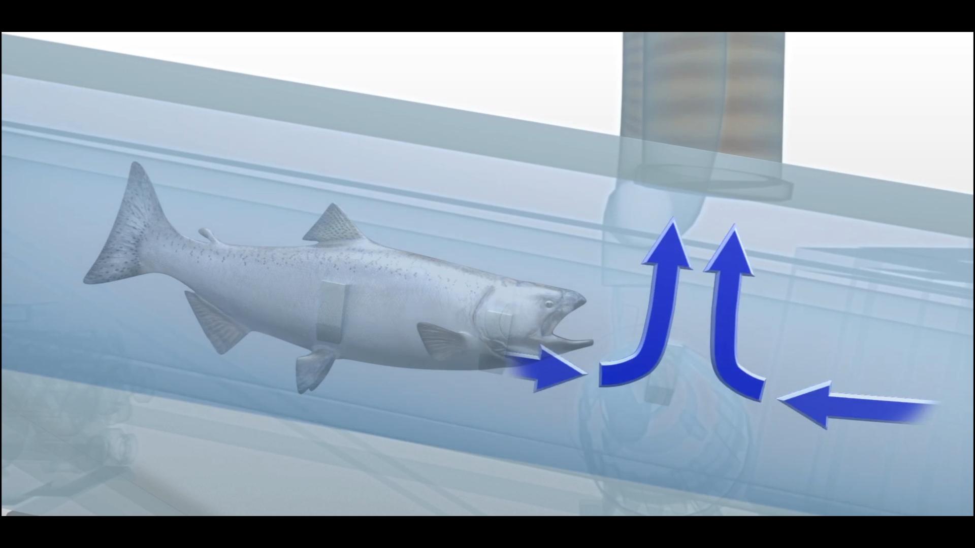 What is a "fish cannon"? Shoot the fish dozens of meters away to help ...