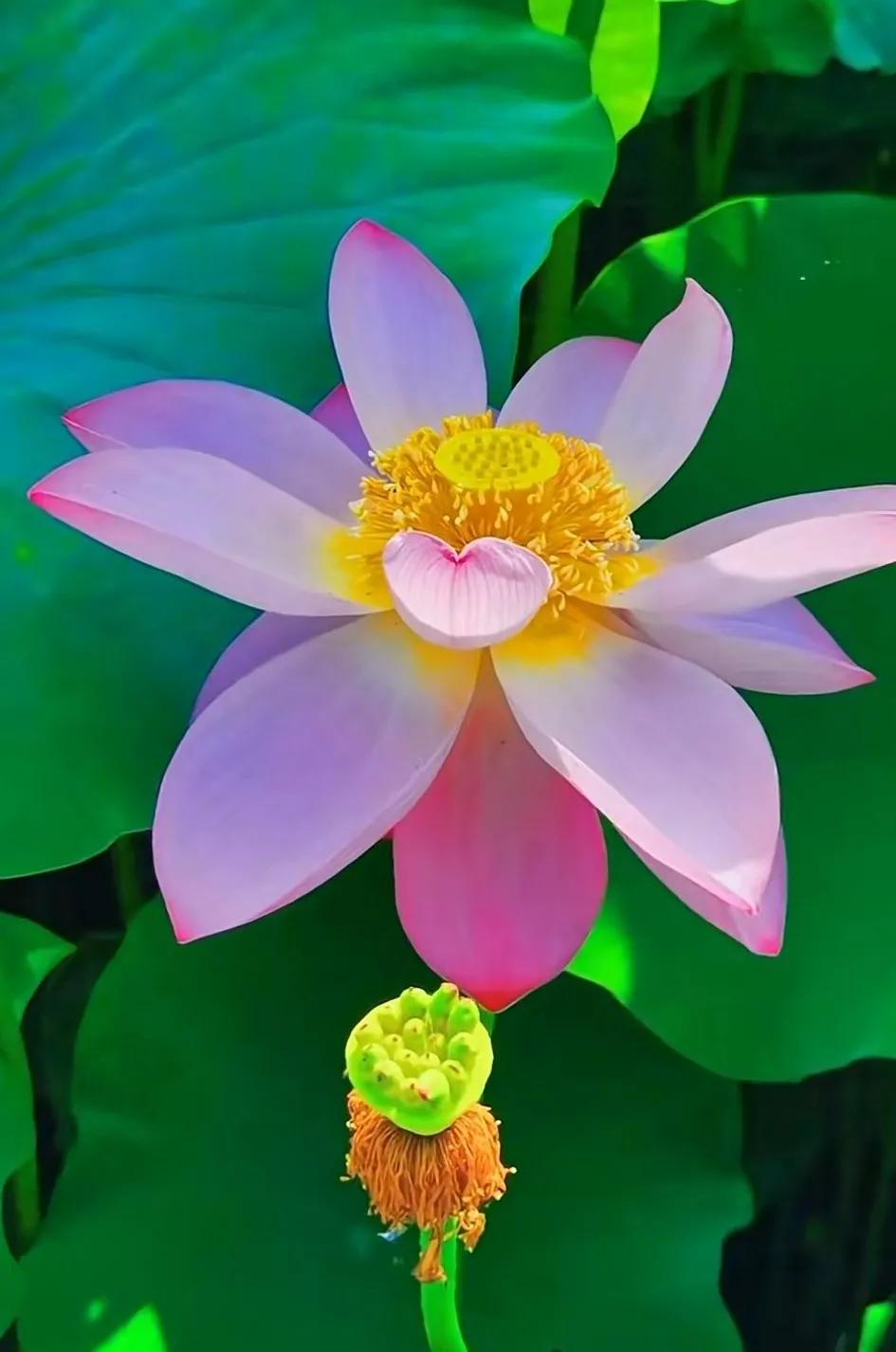 Zhou Dunyi's "Love Lotus" tells the beauty of lotus - iNEWS