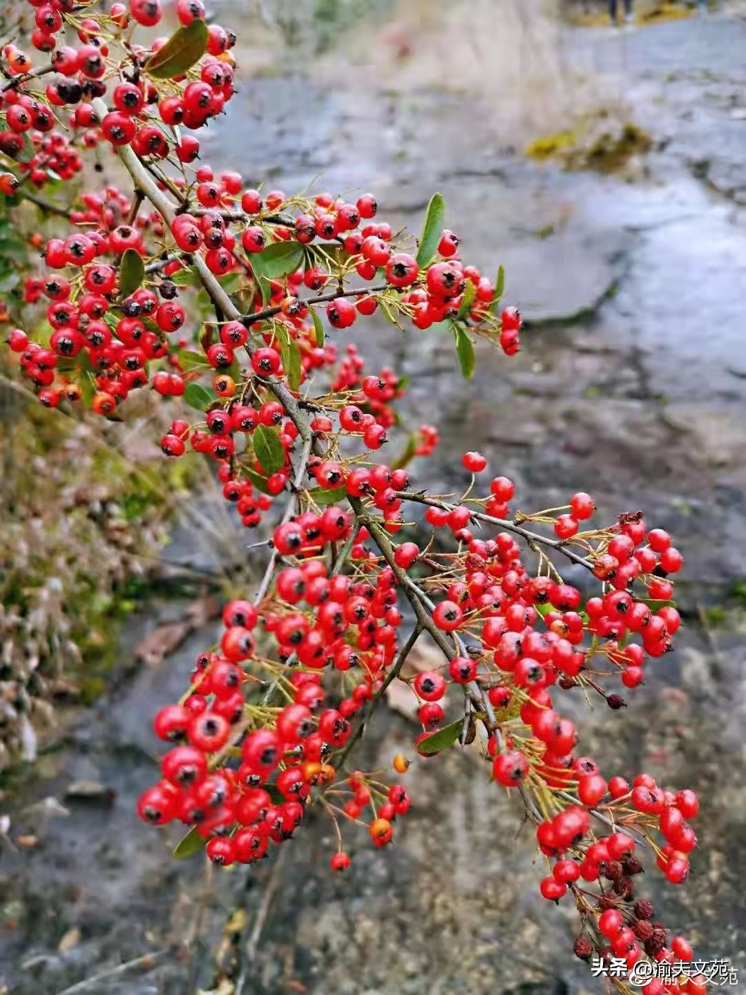 "Lei Laosan's "Red Learning Concept" 70: What is Red Learning - One of ...