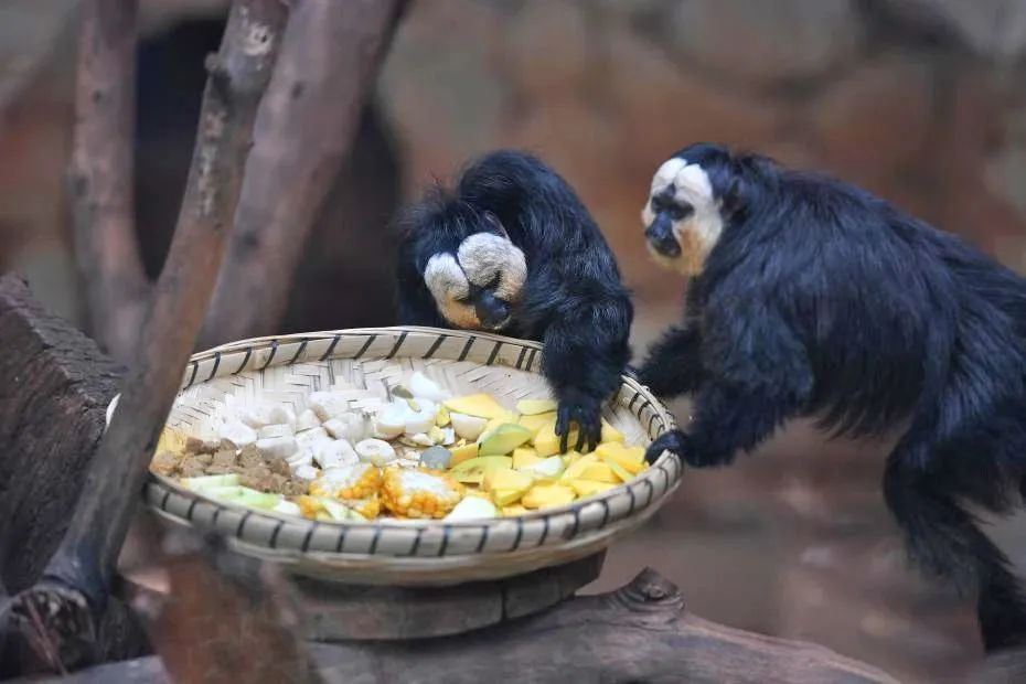 @ Young people, have you ever seen a "white-faced monkey" like a ...