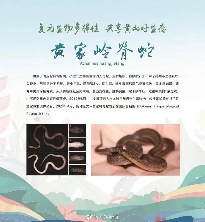13 new species discovered in Anwei Huangshan - iNEWS