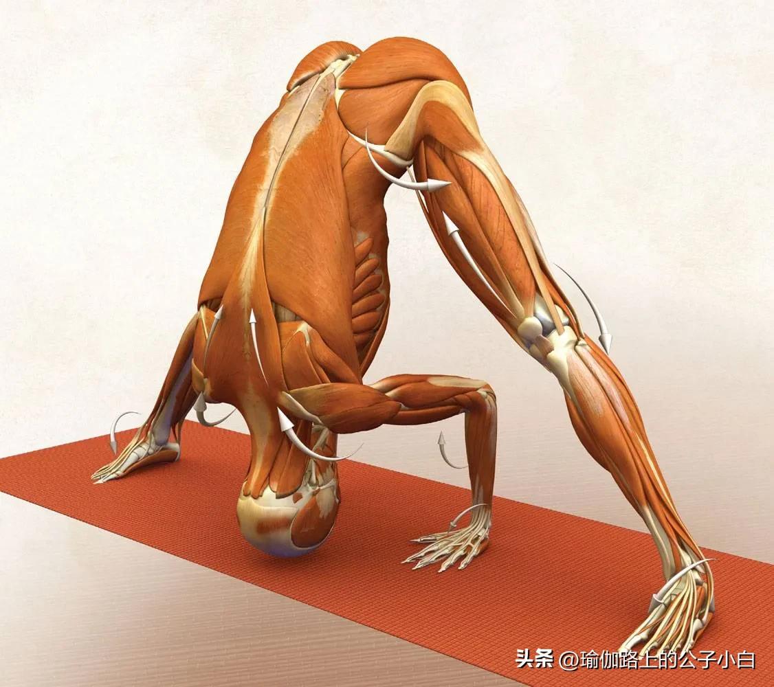 Yoga Anatomy - Double Angle Pose - iNEWS