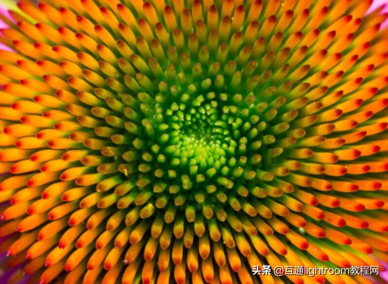 Macro Photography Tips: 6 Tips to Take Emotional Macro Shots - iNEWS