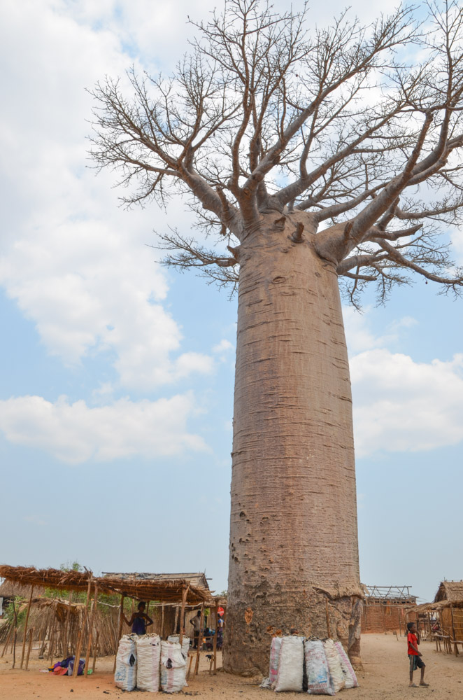 The African artifact is a strange "upside down tree", which is huge and ...