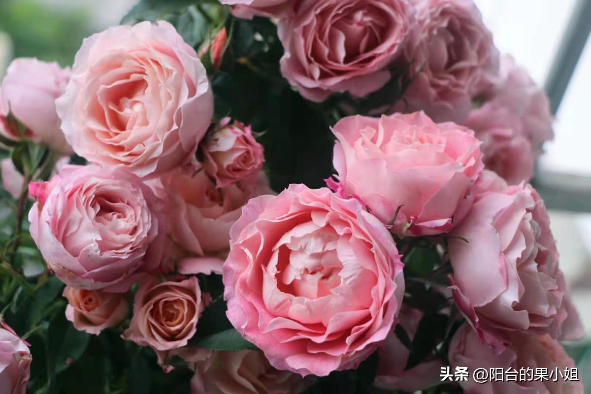 How to choose high-quality rose seedlings for novices, see here - iNEWS