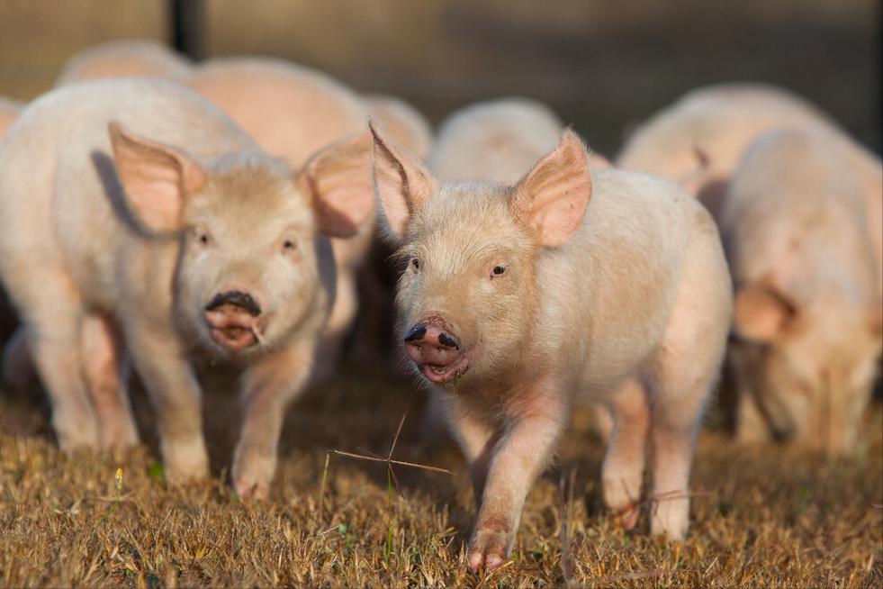 What are the hazards of ammonia gas to pigs?Symptoms and Treatment of ...